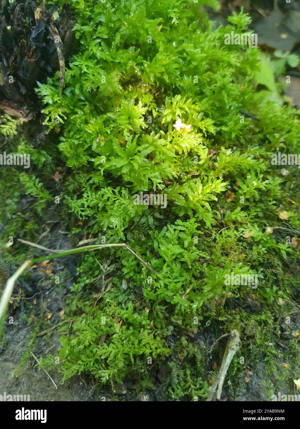 Palm-tree Moss (Plagiomnium undulatum) Plantae Stock Photo - Alamy