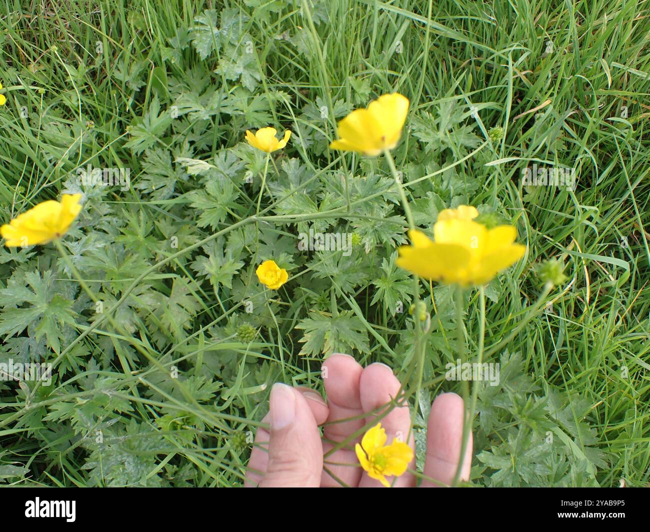 meadow buttercup (Ranunculus acris) Plantae Stock Photo - Alamy