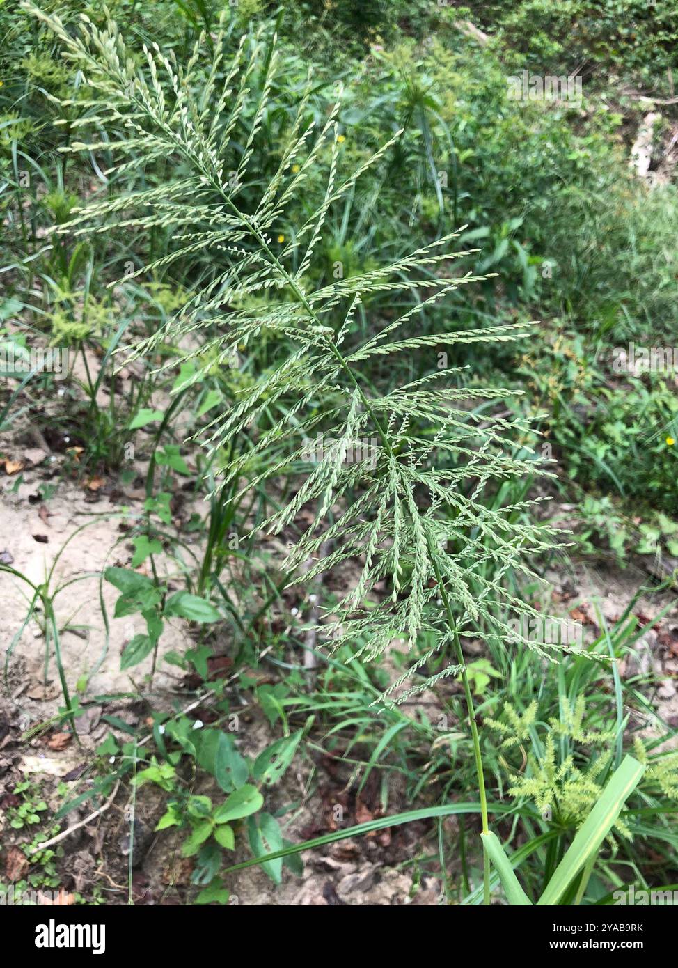 Amazon sprangle-top (Dinebra panicoides) Plantae Stock Photo - Alamy