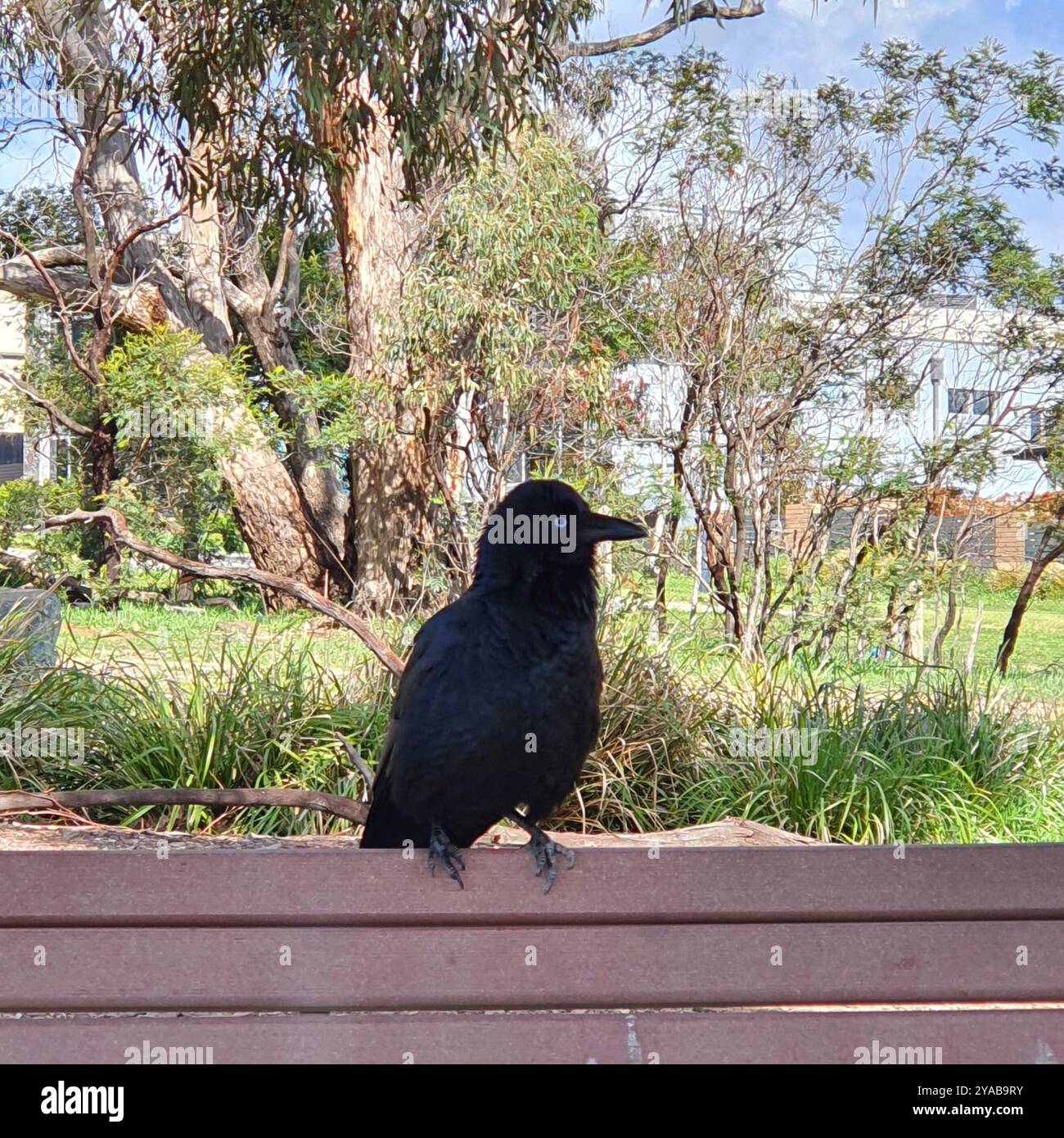 Australian Raven (Corvus coronoides) Aves Stock Photo - Alamy