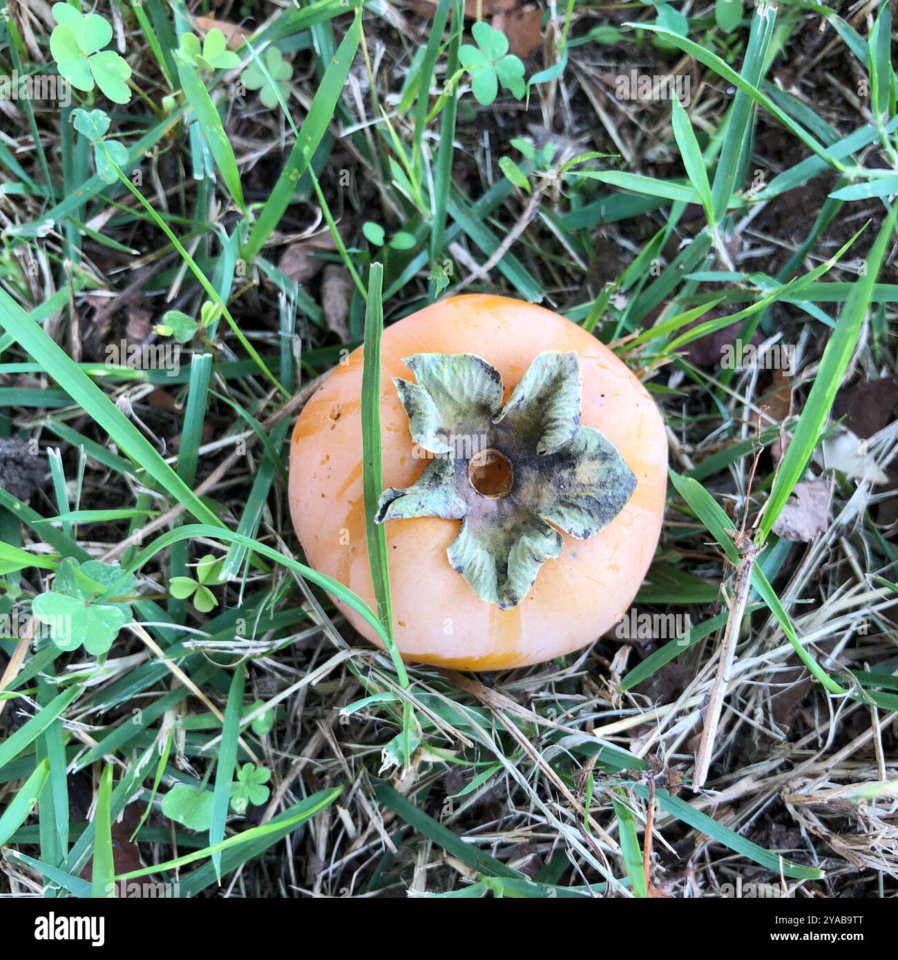 American persimmon (Diospyros virginiana) Plantae Stock Photo - Alamy