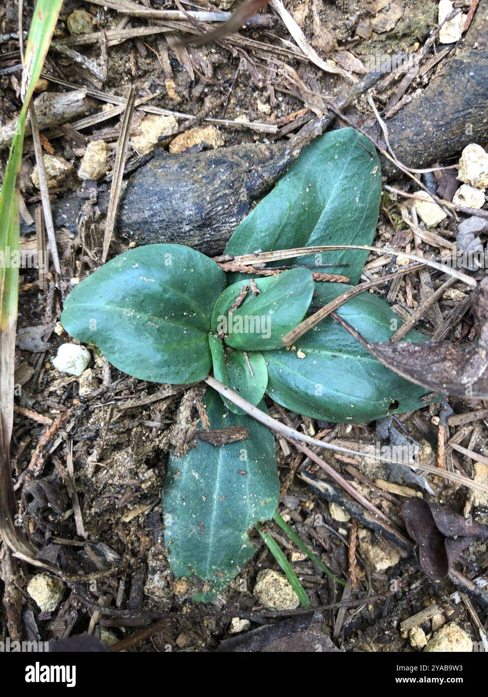 Rosepink (Sabatia angularis) Plantae Stock Photo - Alamy