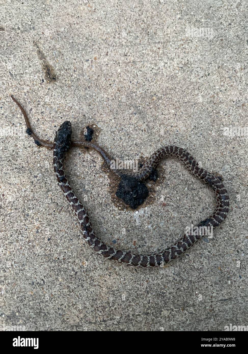 Eastern Yellow-bellied Racer (Coluber constrictor flaviventris ...