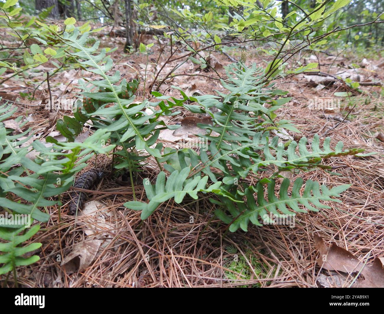 rock polypody (Polypodium virginianum) Plantae Stock Photo - Alamy