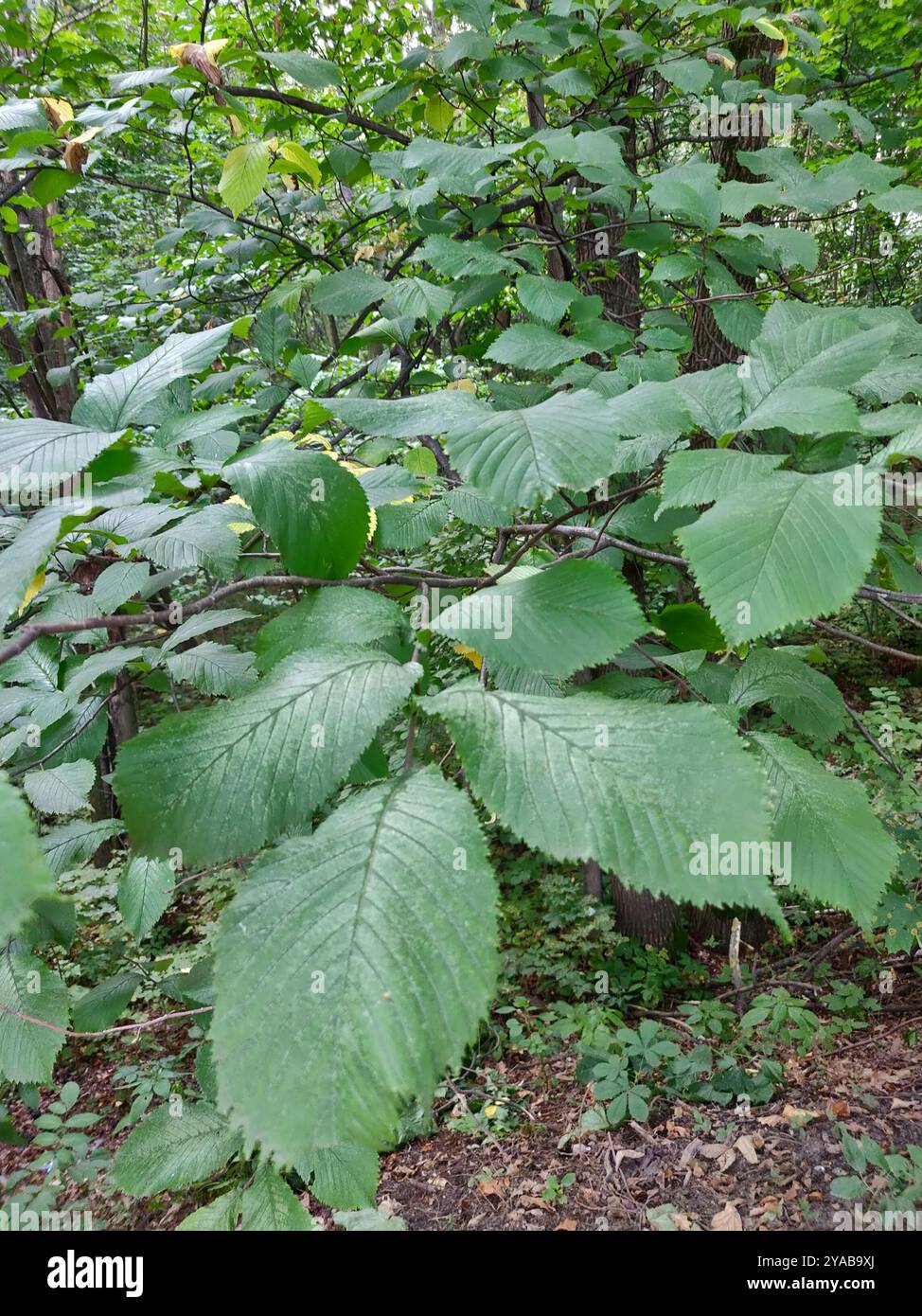Wych Elm (Ulmus glabra) Plantae Stock Photo - Alamy