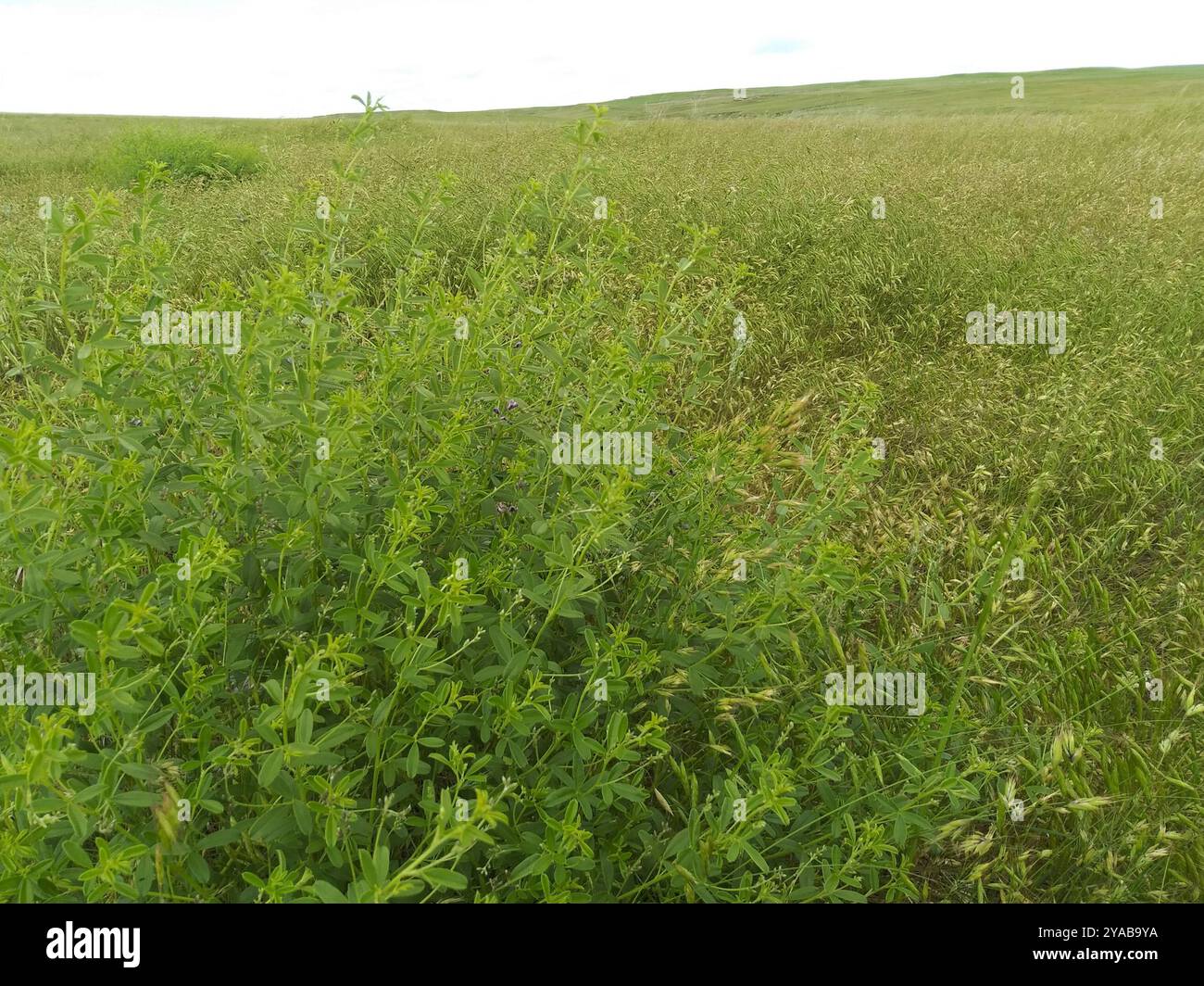 Slimflower Scurfpea (Pediomelum tenuiflorum) Plantae Stock Photo - Alamy