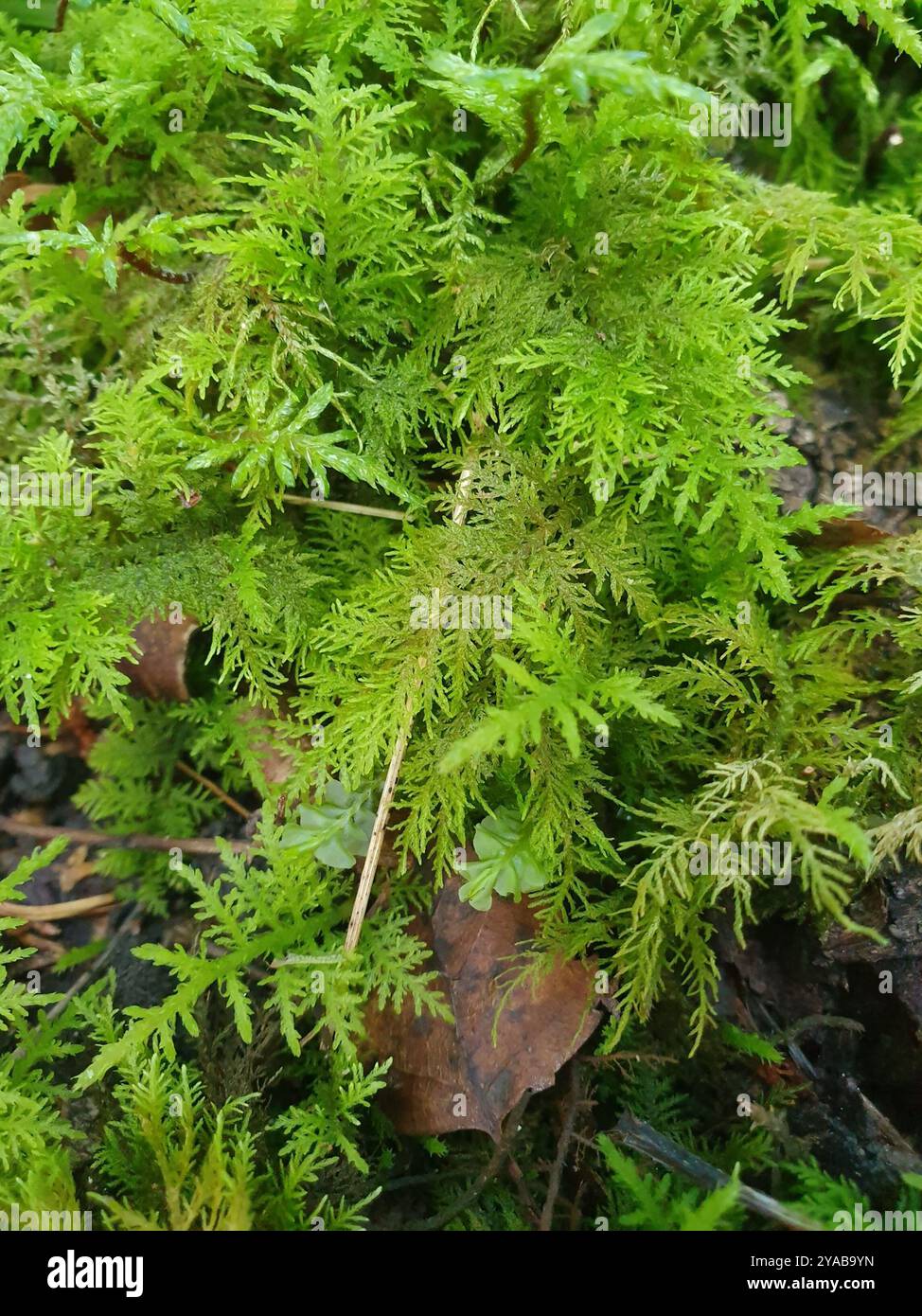 Common Tamarisk-moss (Thuidium tamariscinum) Plantae Stock Photo - Alamy