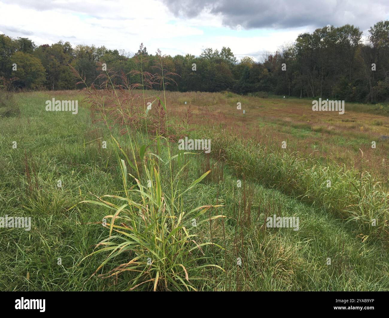 Johnson grass (Sorghum halepense) Plantae Stock Photo - Alamy