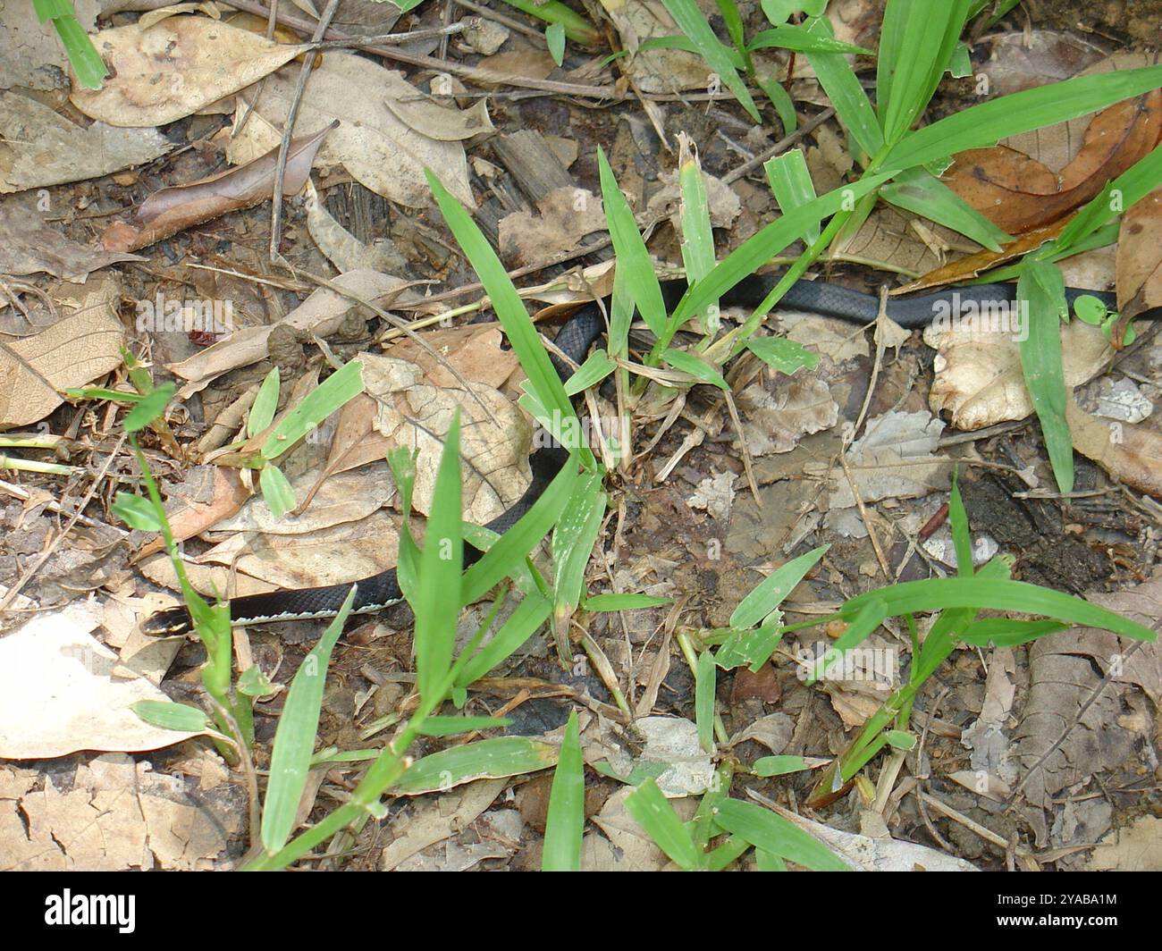 Cuban racer hi-res stock photography and images - Alamy