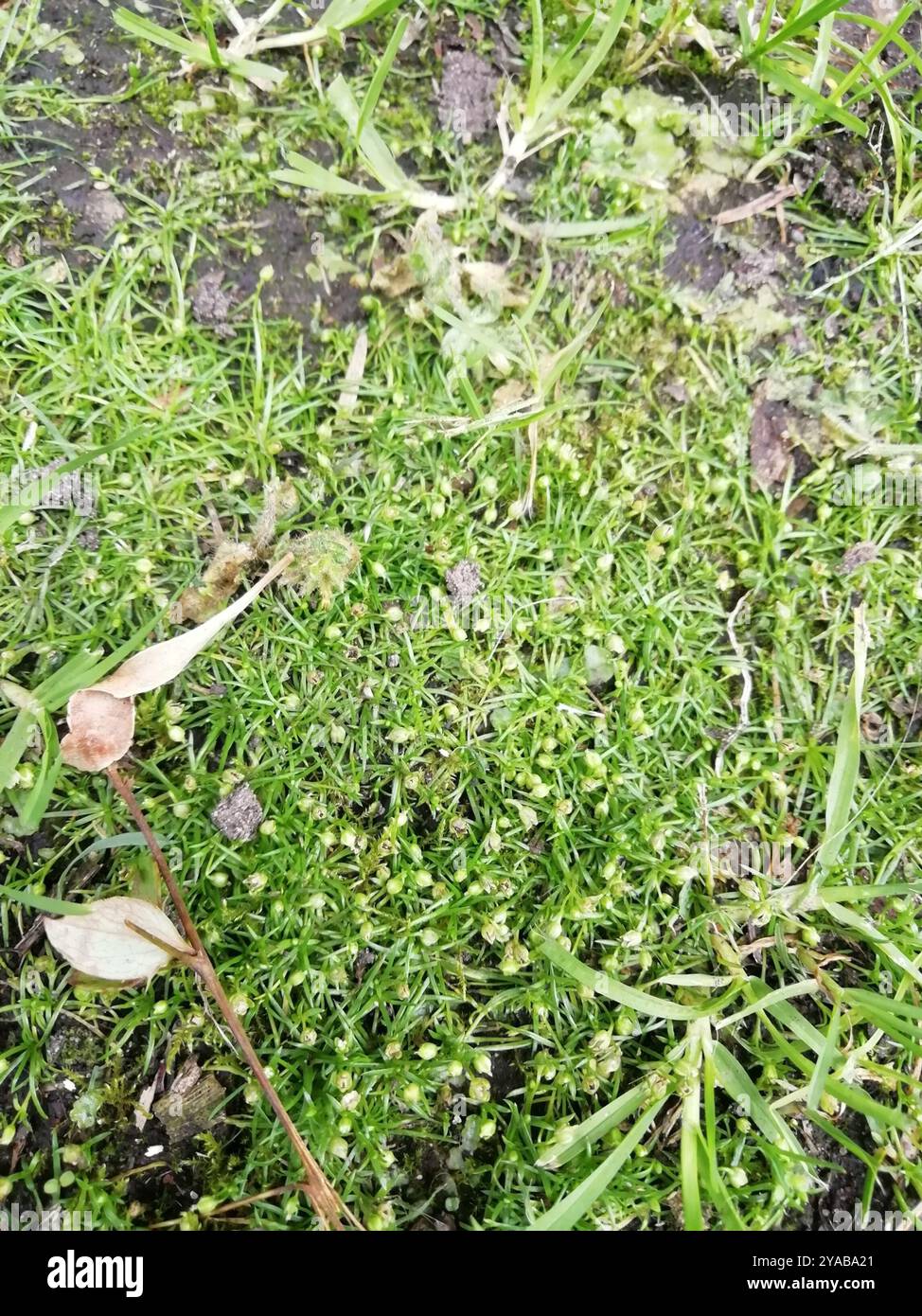 Procumbent Pearlwort (Sagina procumbens) Plantae Stock Photo - Alamy