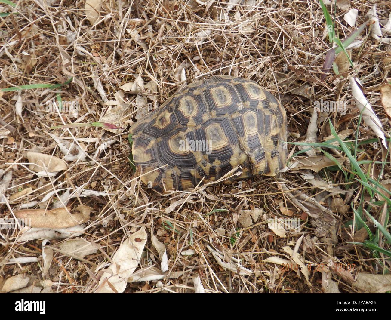 Eastern Hinge Tortoise (Kinixys zombensis zombensis) Reptilia Stock ...