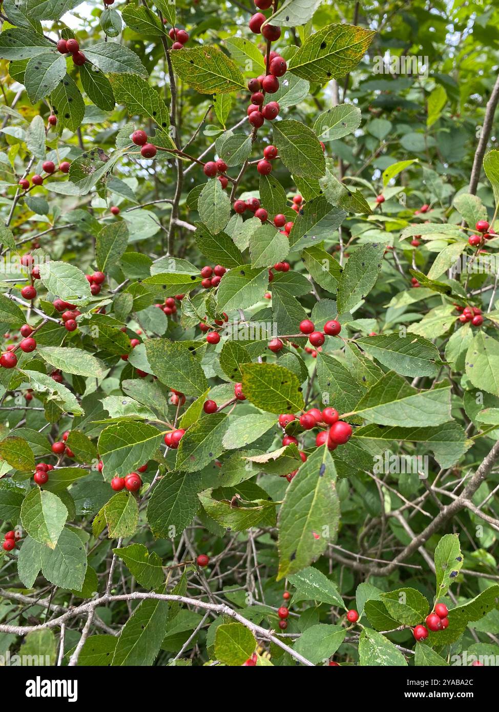 winterberry holly (Ilex verticillata) Plantae Stock Photo - Alamy