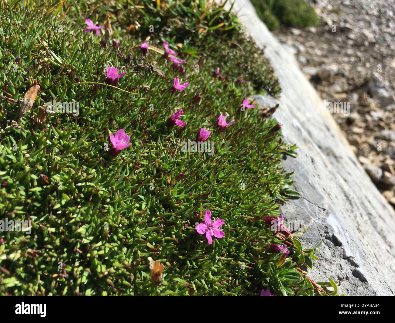 Moss Campion (Silene acaulis) Plantae Stock Photo - Alamy