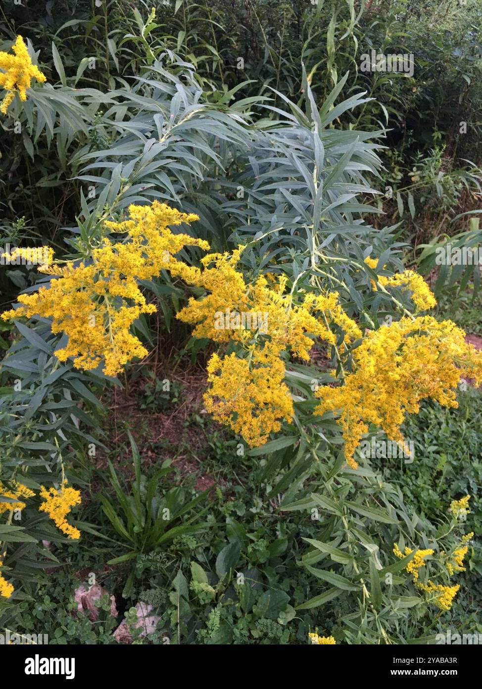 tall goldenrod (Solidago altissima) Plantae Stock Photo - Alamy