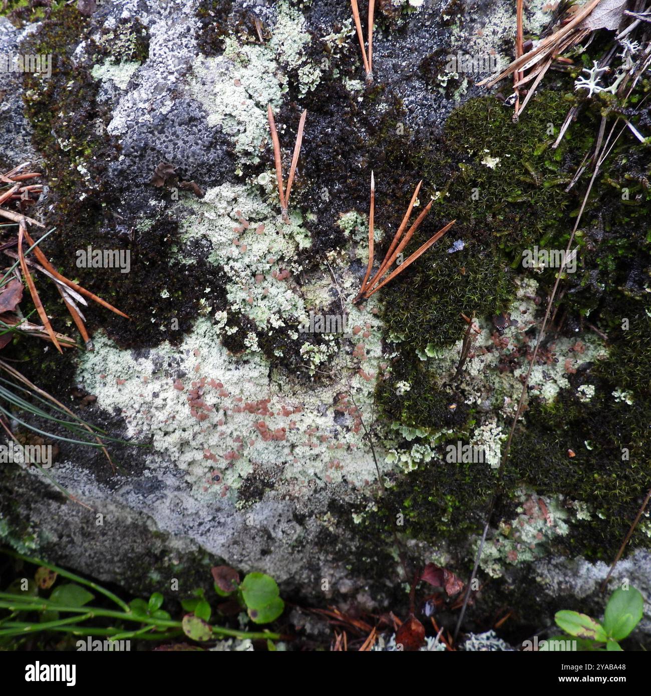 Brown Beret Lichen (Baeomyces rufus) Fungi Stock Photo - Alamy