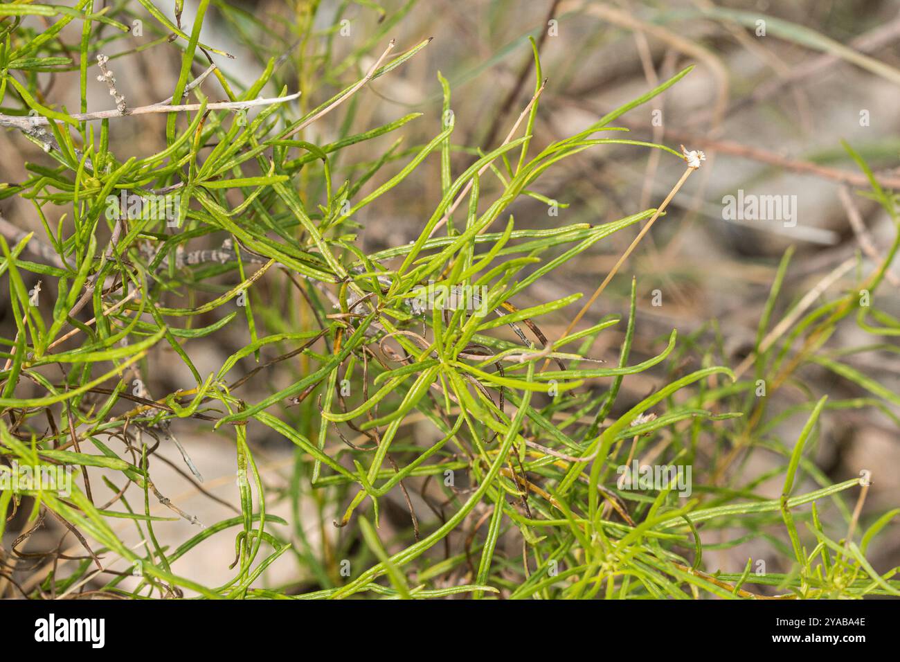 Skeletonleaf Goldeneye (Sidneya tenuifolia) Plantae Stock Photo - Alamy