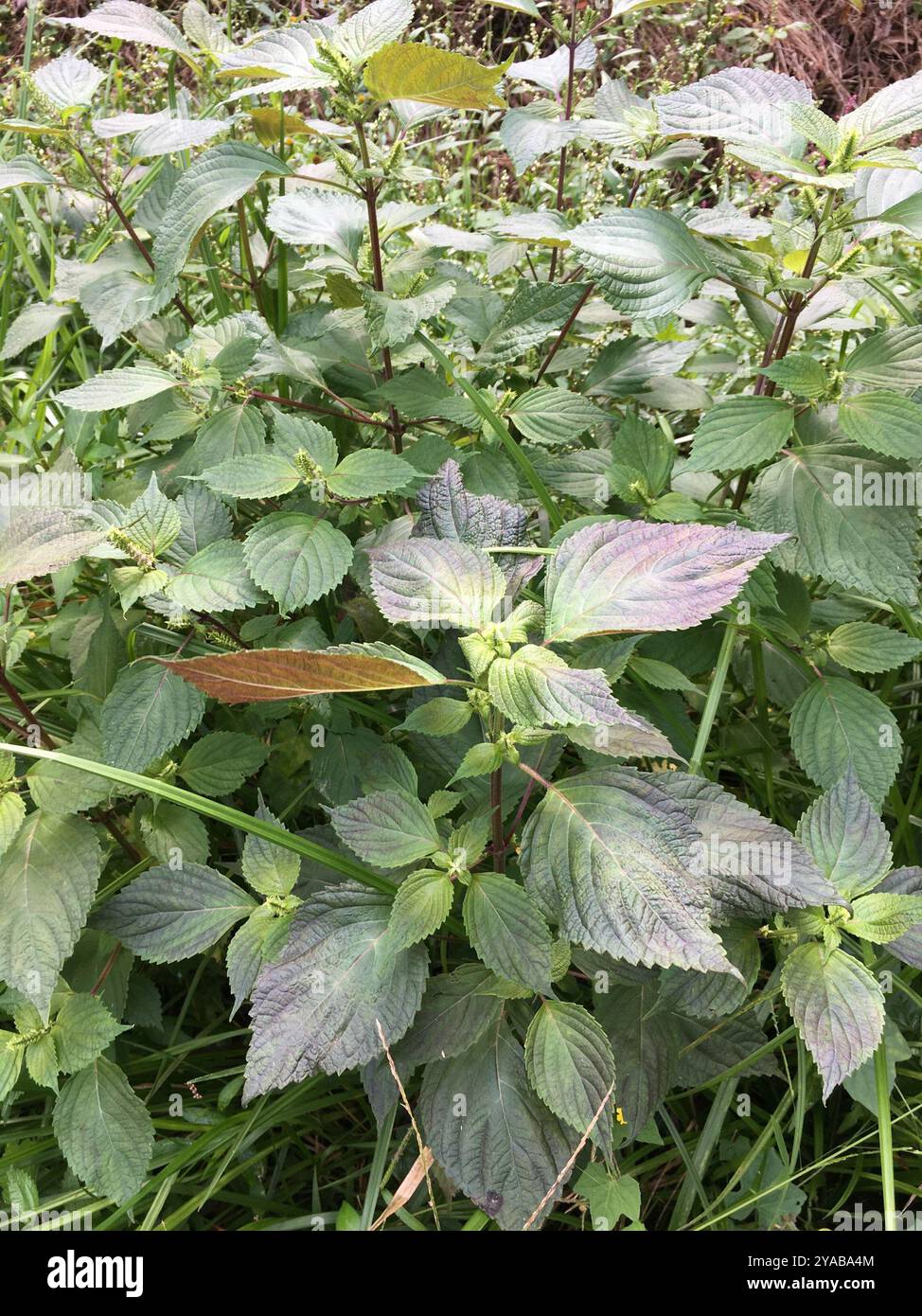 beefsteak plant (Perilla frutescens) Plantae Stock Photo - Alamy