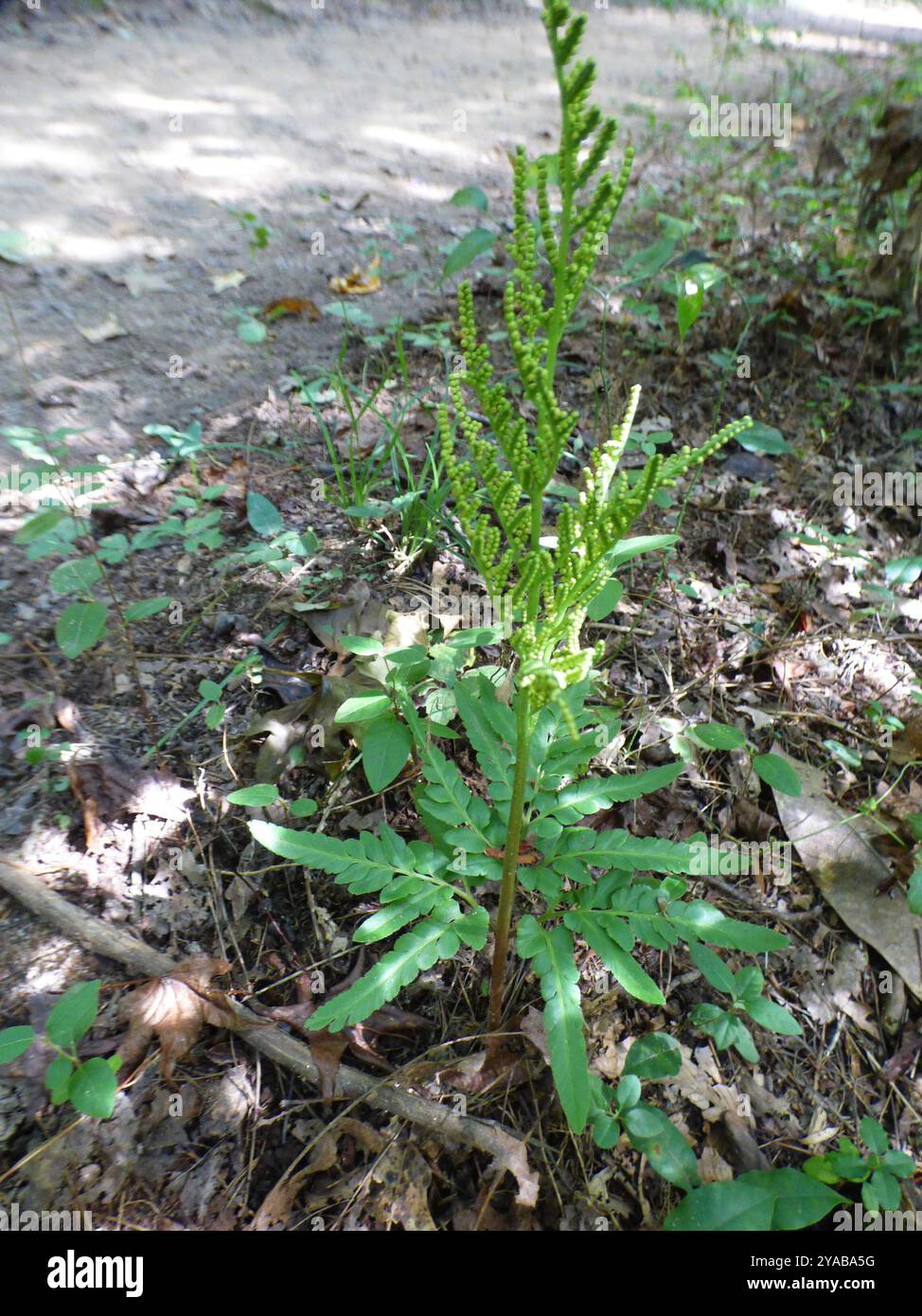 Cutleaf Grapefern (Sceptridium dissectum) Plantae Stock Photo - Alamy