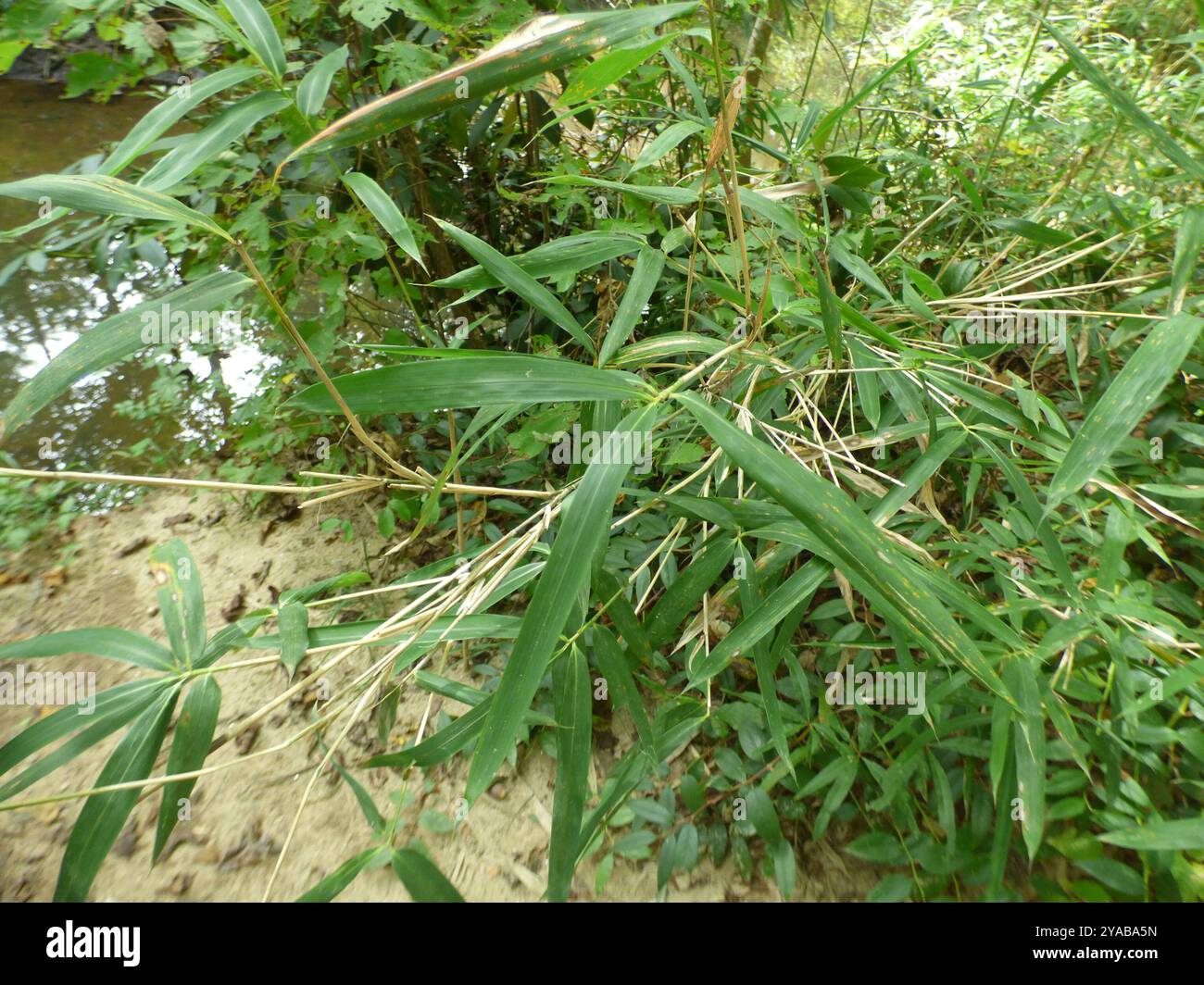 river cane (Arundinaria gigantea) Plantae Stock Photo - Alamy