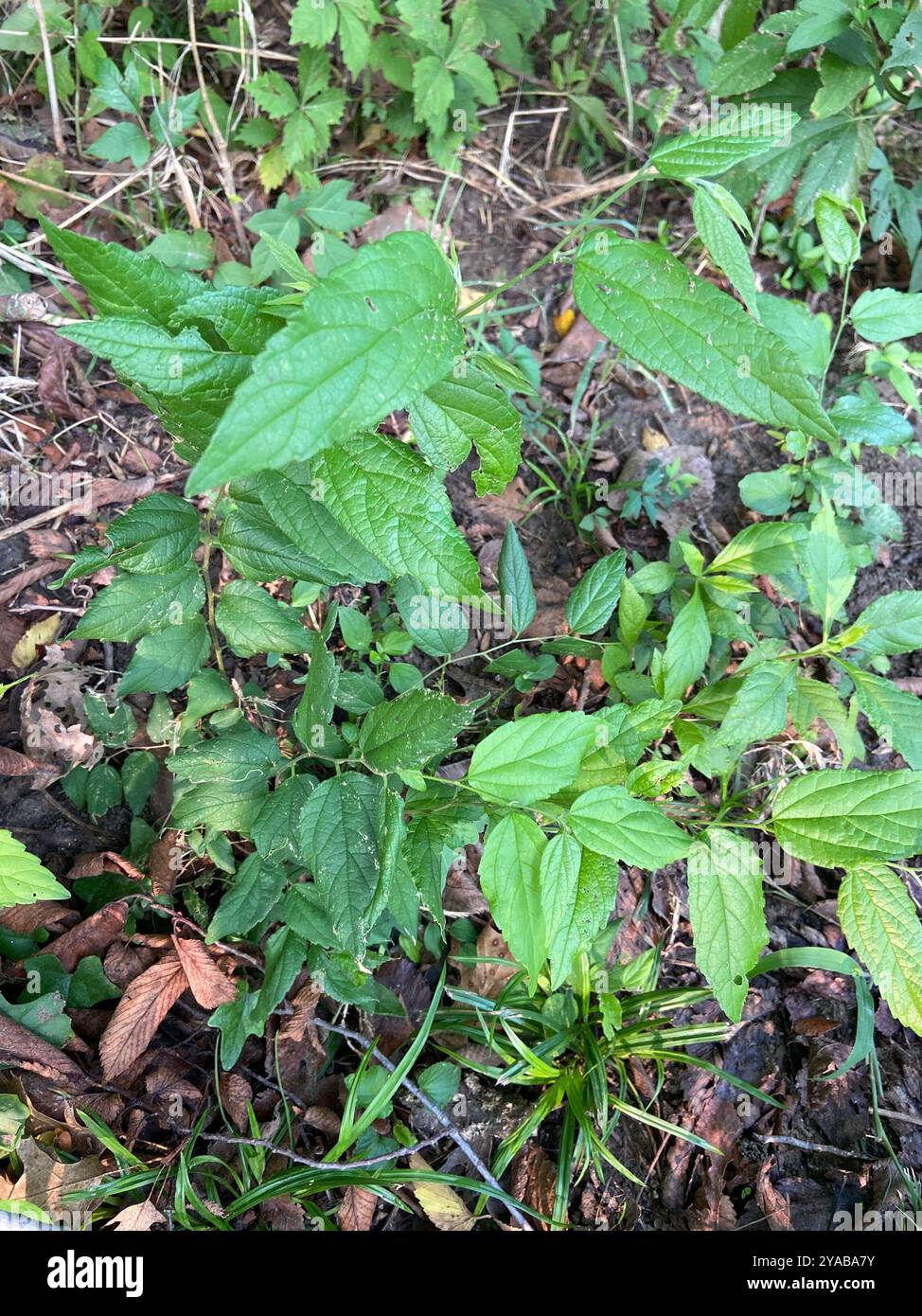 sugar hackberry (Celtis laevigata) Plantae Stock Photo - Alamy