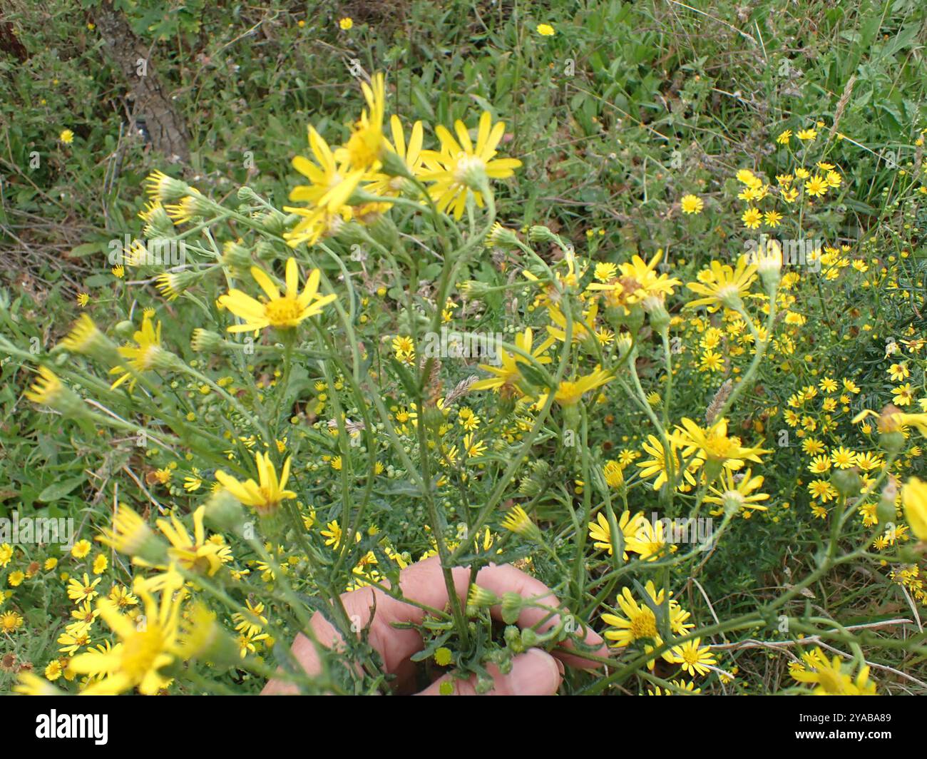 Hoary Ragwort (Jacobaea erucifolia) Plantae Stock Photo - Alamy