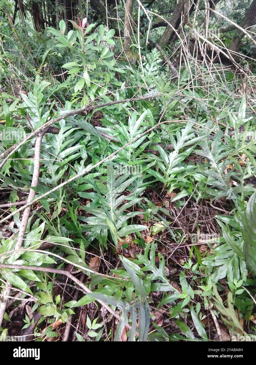 Musk Fern (Microsorum grossum) Plantae Stock Photo - Alamy