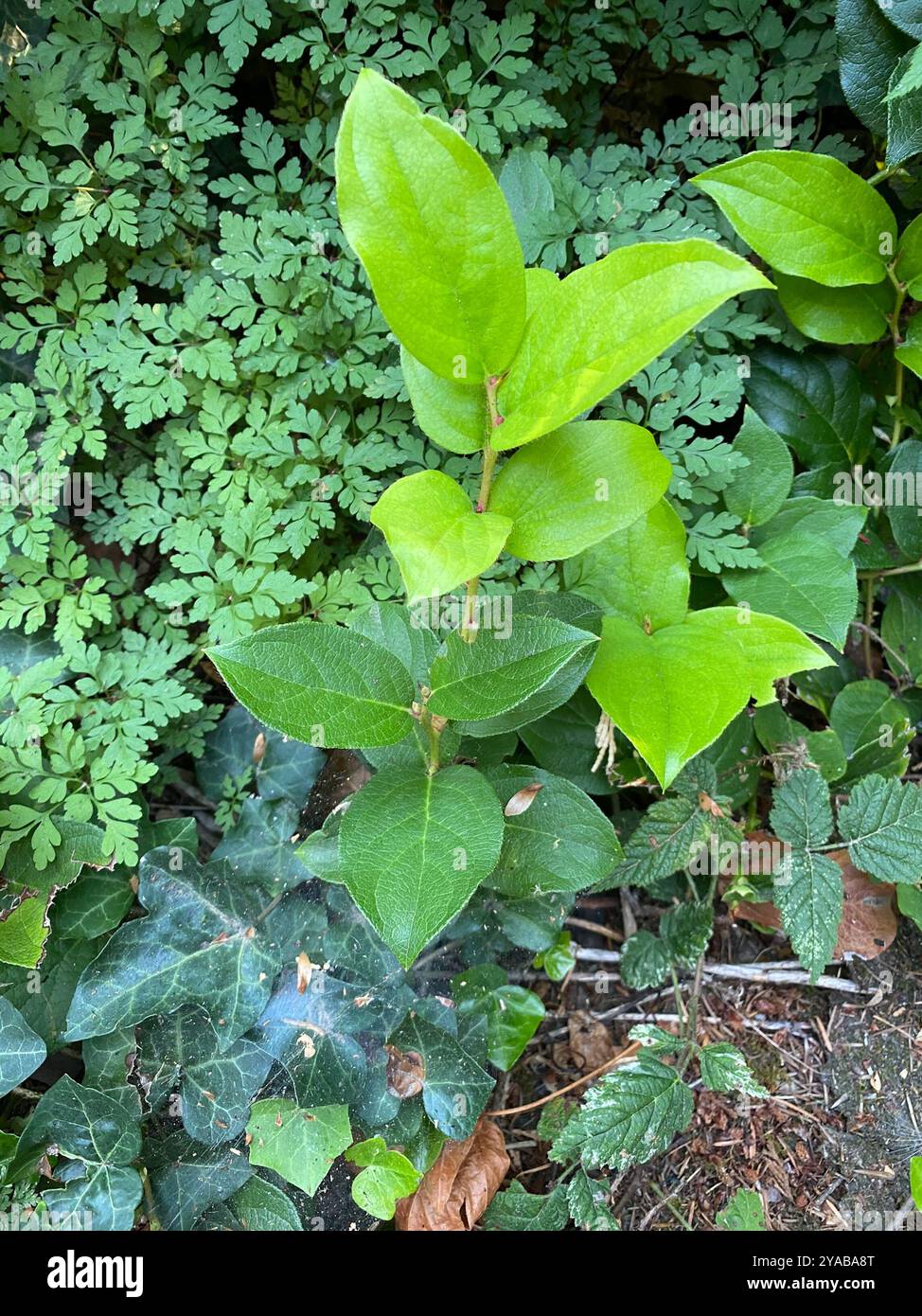 salal (Gaultheria shallon) Plantae Stock Photo - Alamy