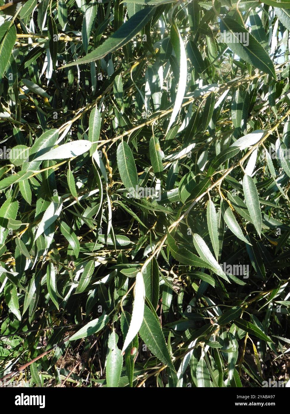 hybrid crack willow (Salix × fragilis) Plantae Stock Photo - Alamy