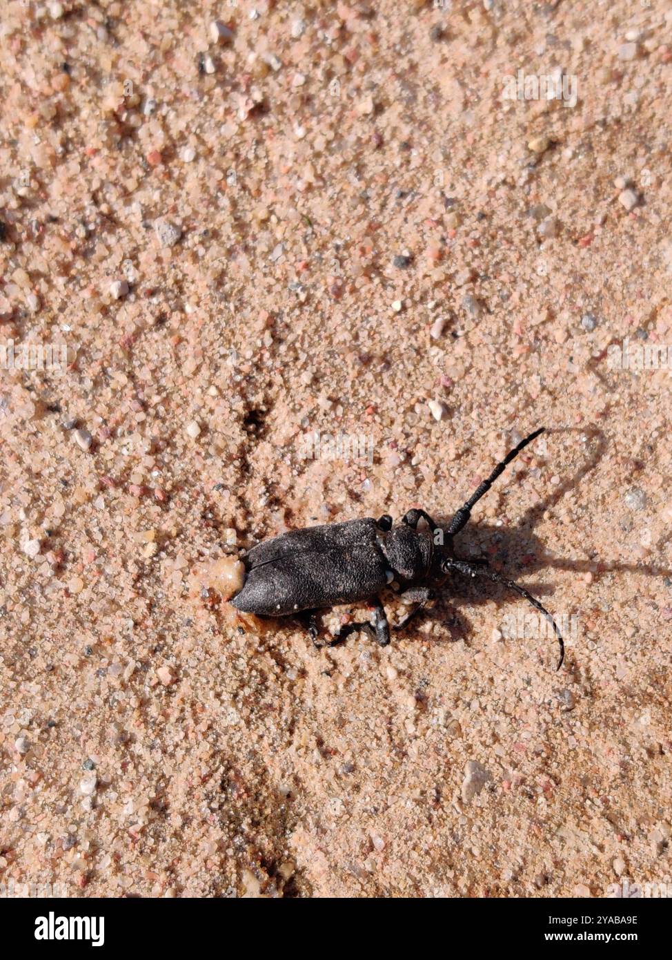 Weaver beetle (Lamia textor) Insecta Stock Photo - Alamy