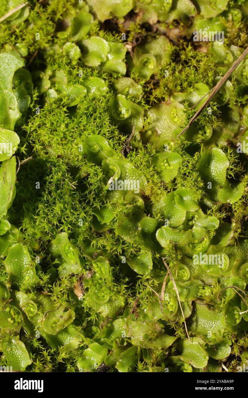 Crescent-cup liverwort (Lunularia cruciata) Plantae Stock Photo - Alamy