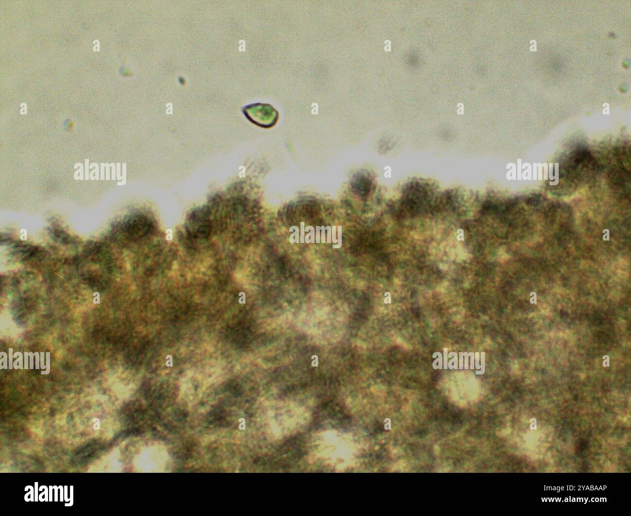 Snapping Bonnet (Mycena vitilis) Fungi Stock Photo - Alamy