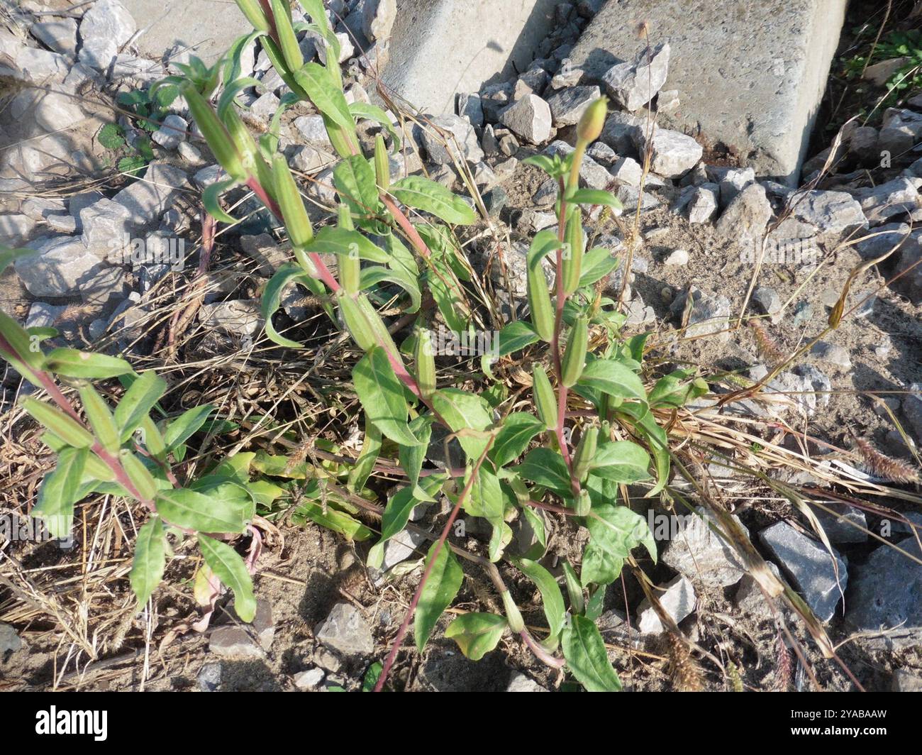 hairy evening primrose (Oenothera villosa) Plantae Stock Photo - Alamy
