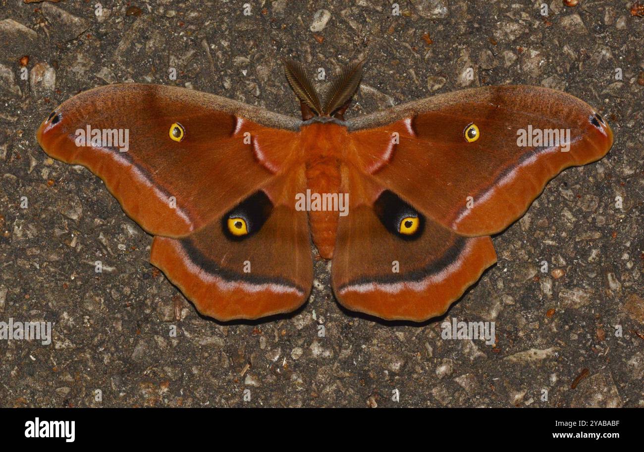 Polyphemus Moth (Antheraea polyphemus) Insecta Stock Photo - Alamy
