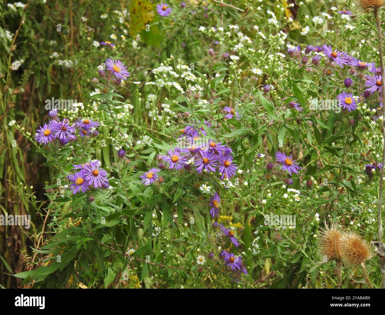 New England aster (Symphyotrichum novae-angliae) Plantae Stock Photo ...