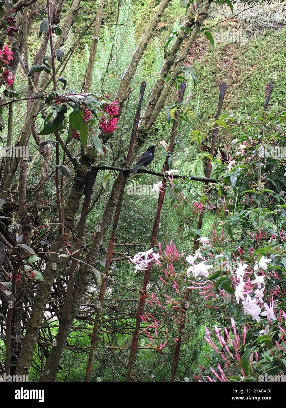 Black Flowerpiercer (Diglossa humeralis) Aves Stock Photo - Alamy