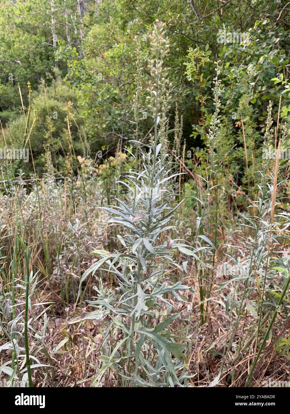 Silver Wormwood (Artemisia ludoviciana) Plantae Stock Photo - Alamy