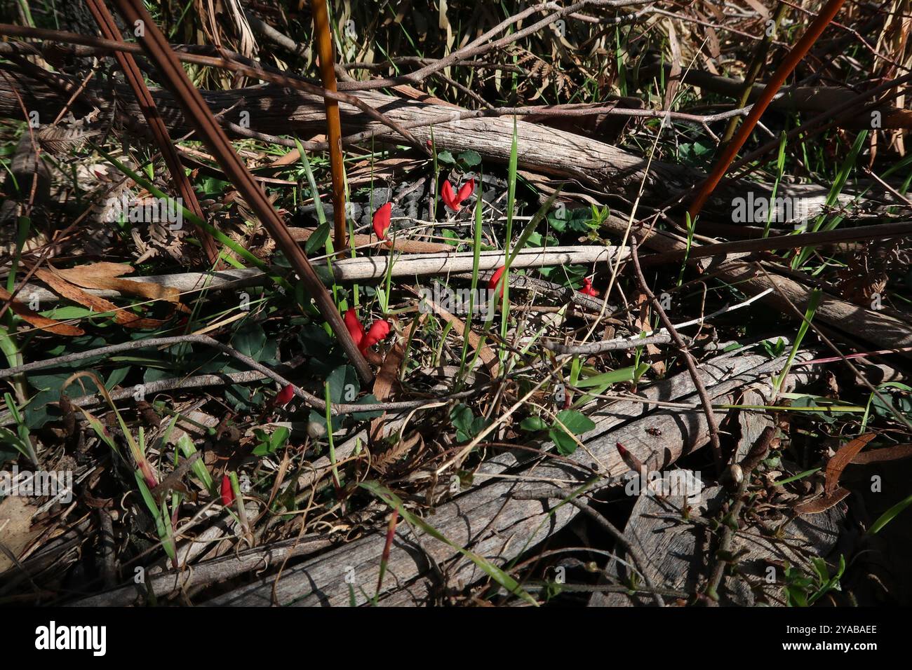 Running Postman (Kennedia prostrata) Plantae Stock Photo - Alamy