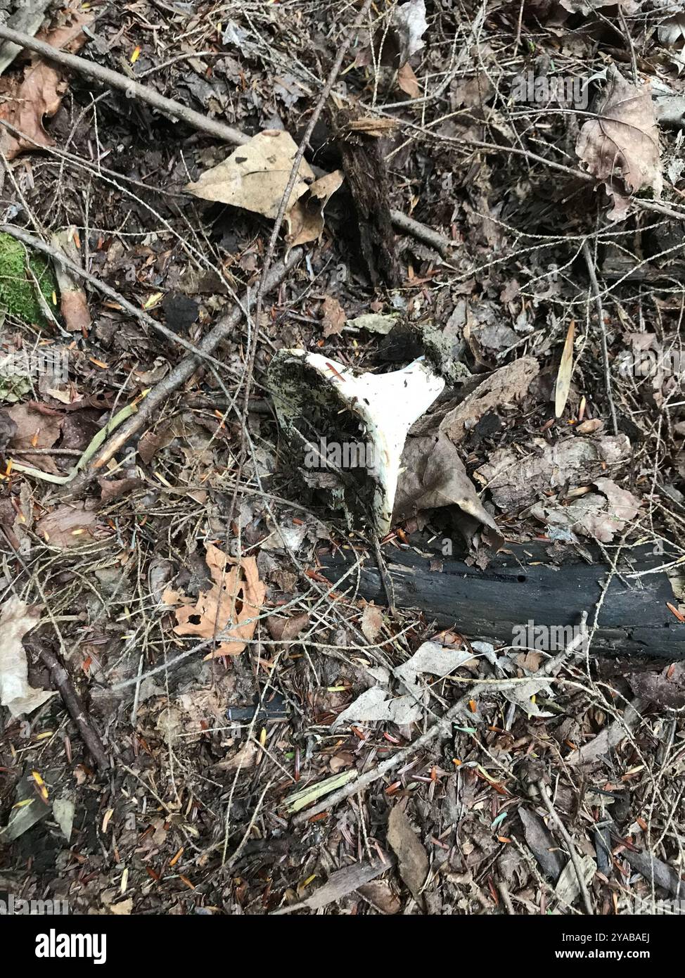 Short-stemmed Russula (Russula brevipes) Fungi Stock Photo - Alamy