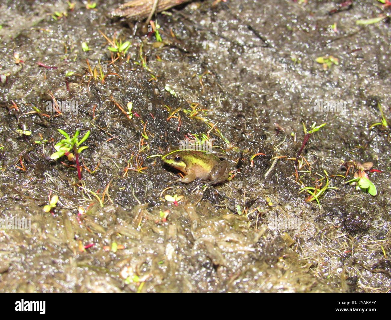 Micro Frog (Microbatrachella capensis) Amphibia Stock Photo - Alamy