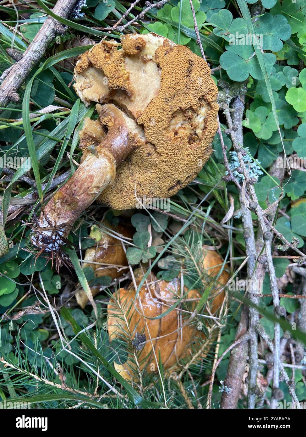 Purple-veiled Slippery Jack (Suillus luteus) Fungi Stock Photo - Alamy