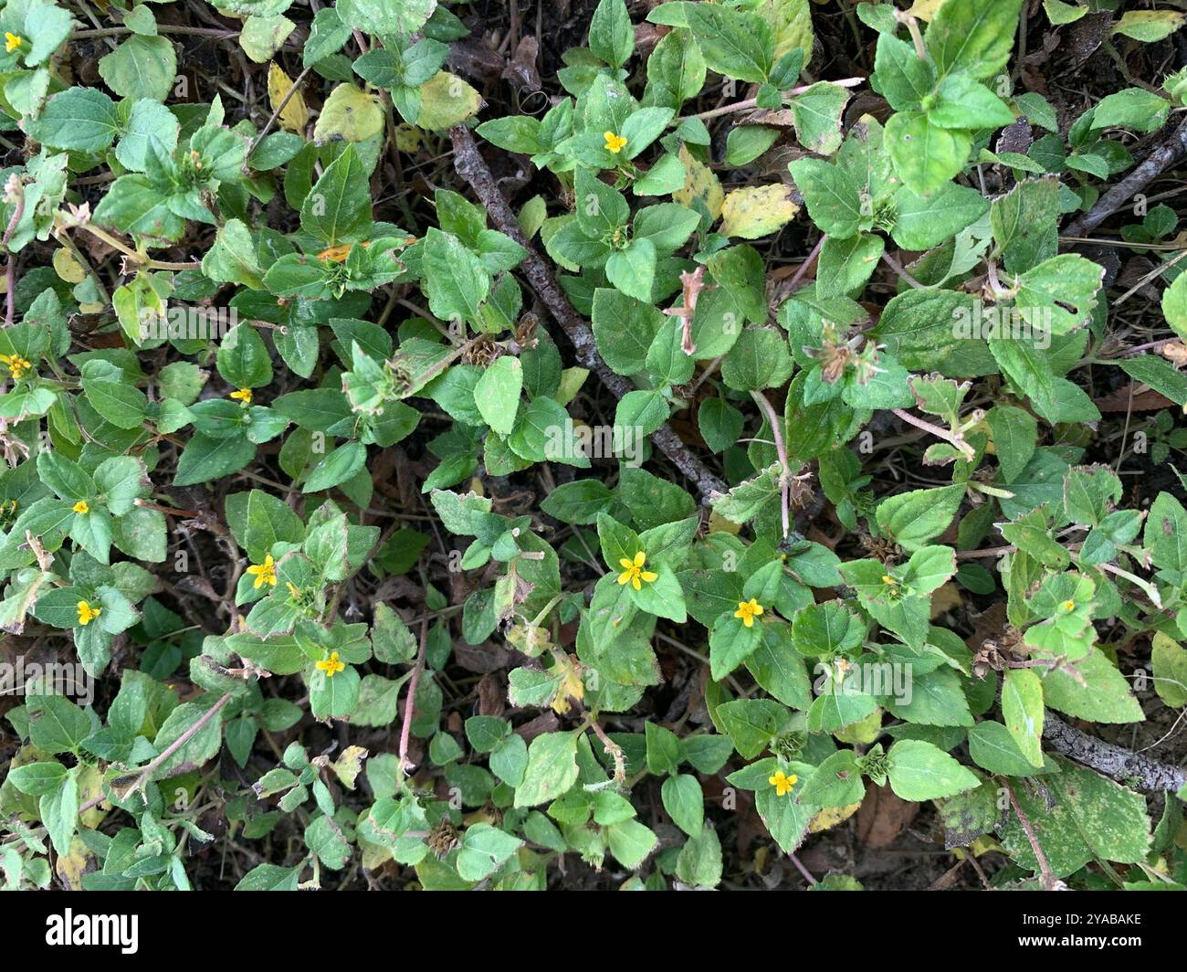 straggler daisy (Calyptocarpus vialis) Plantae Stock Photo - Alamy