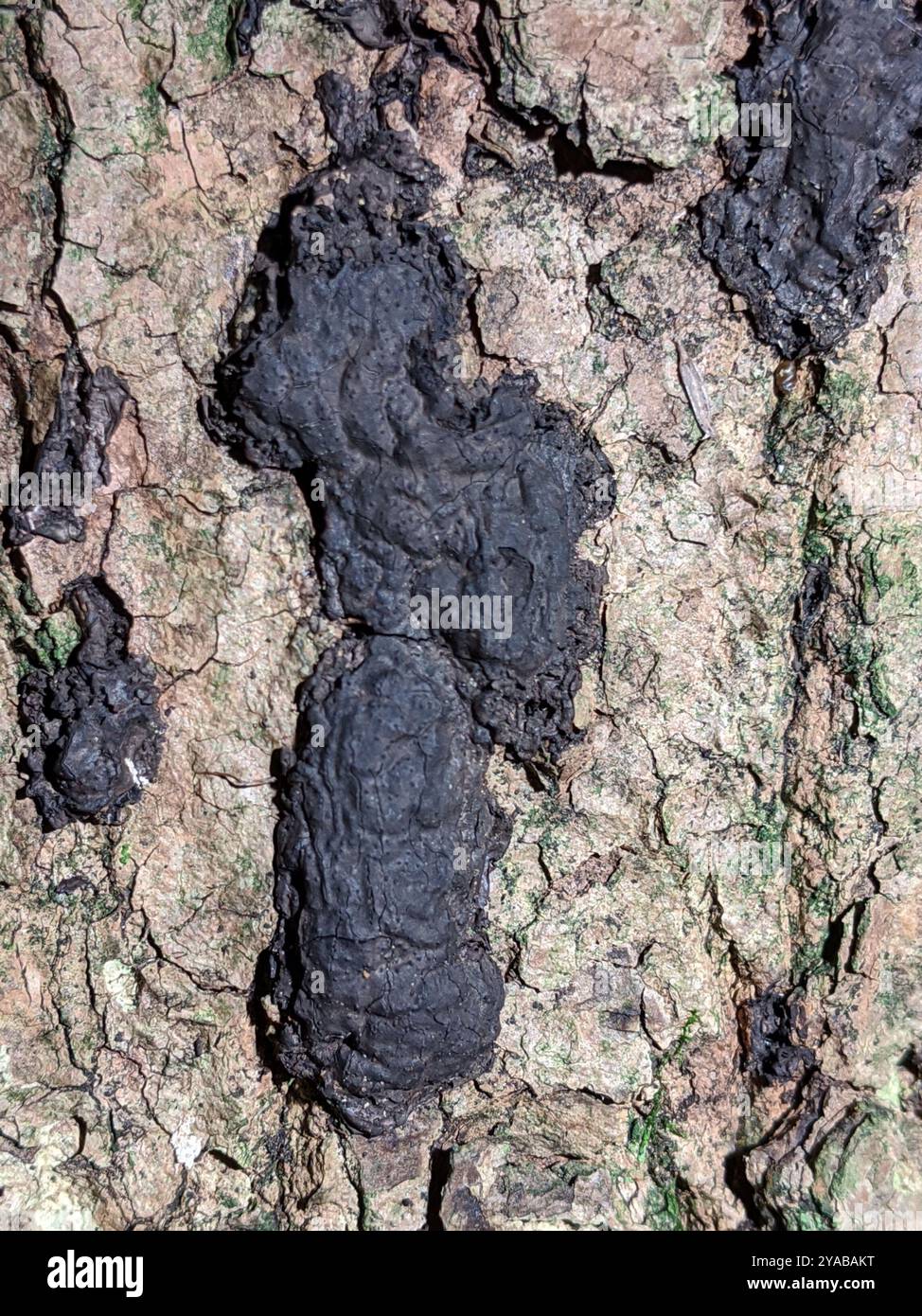 Brittle Cinder (Kretzschmaria deusta) Fungi Stock Photo - Alamy