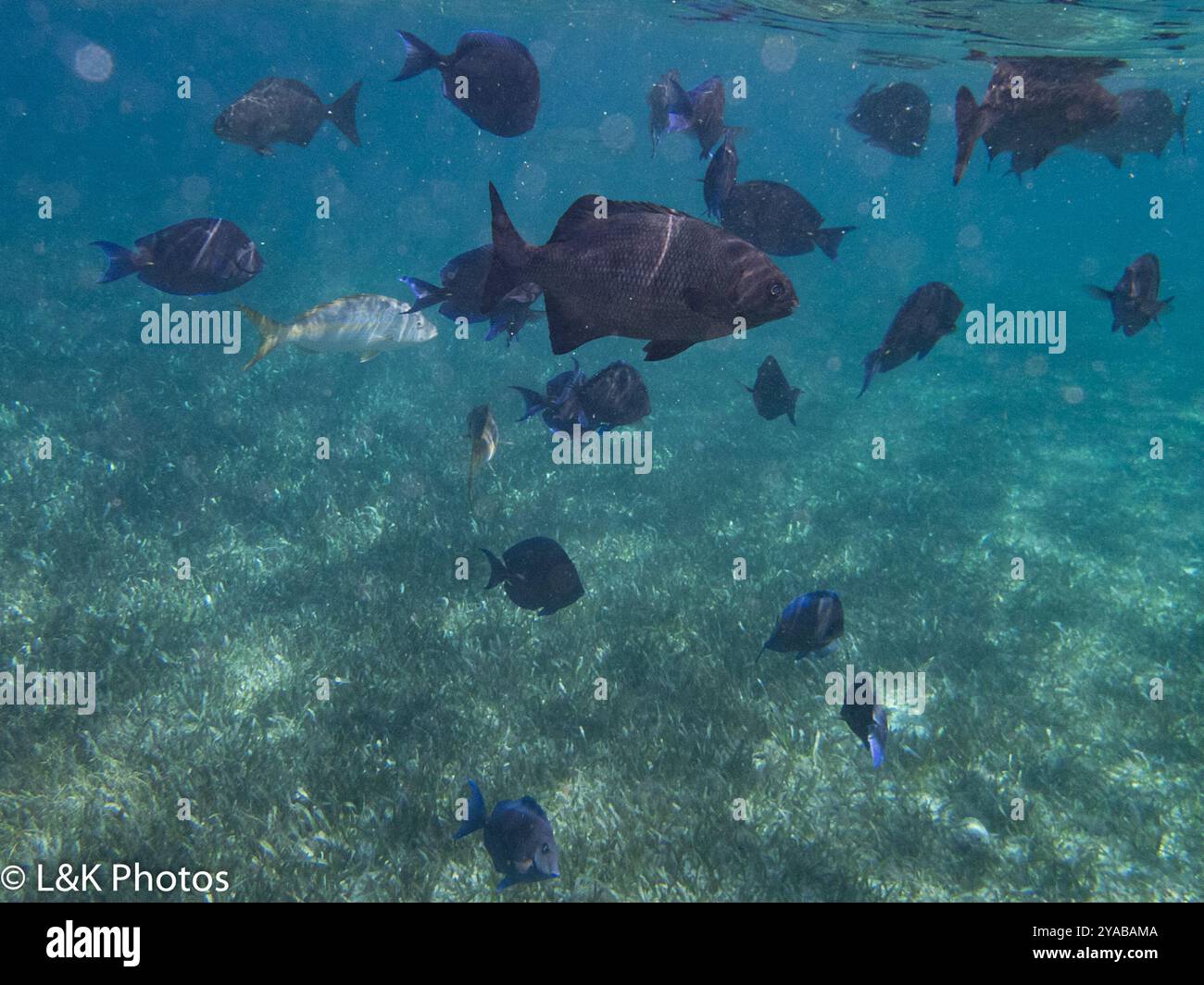Highfin Chub (Kyphosus cinerascens) Actinopterygii Stock Photo - Alamy