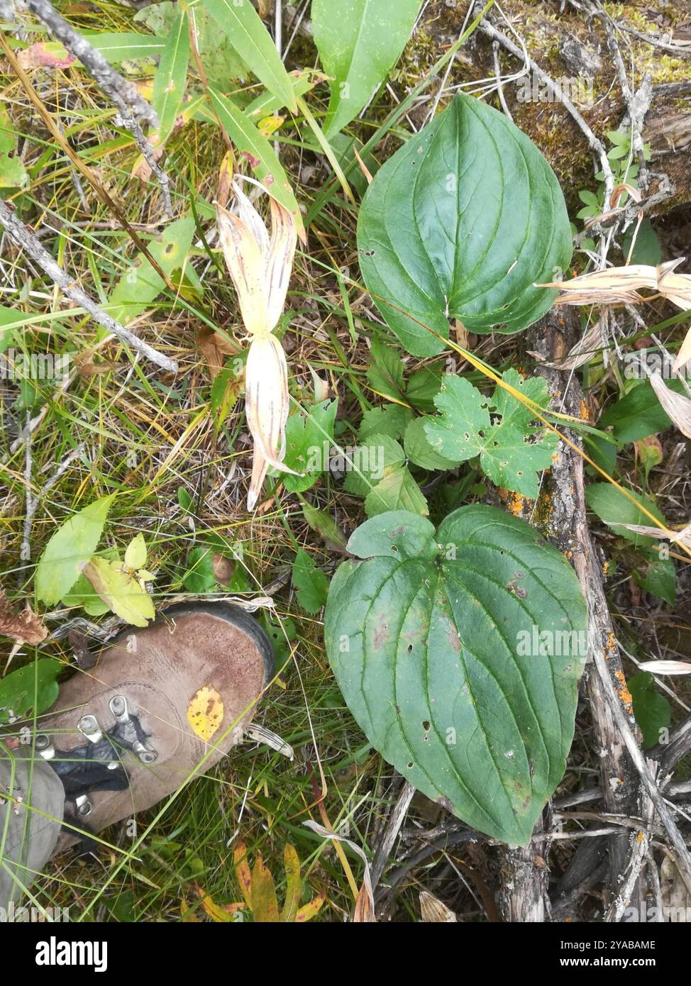 Tall Bluebell (Mertensia paniculata) Plantae Stock Photo - Alamy