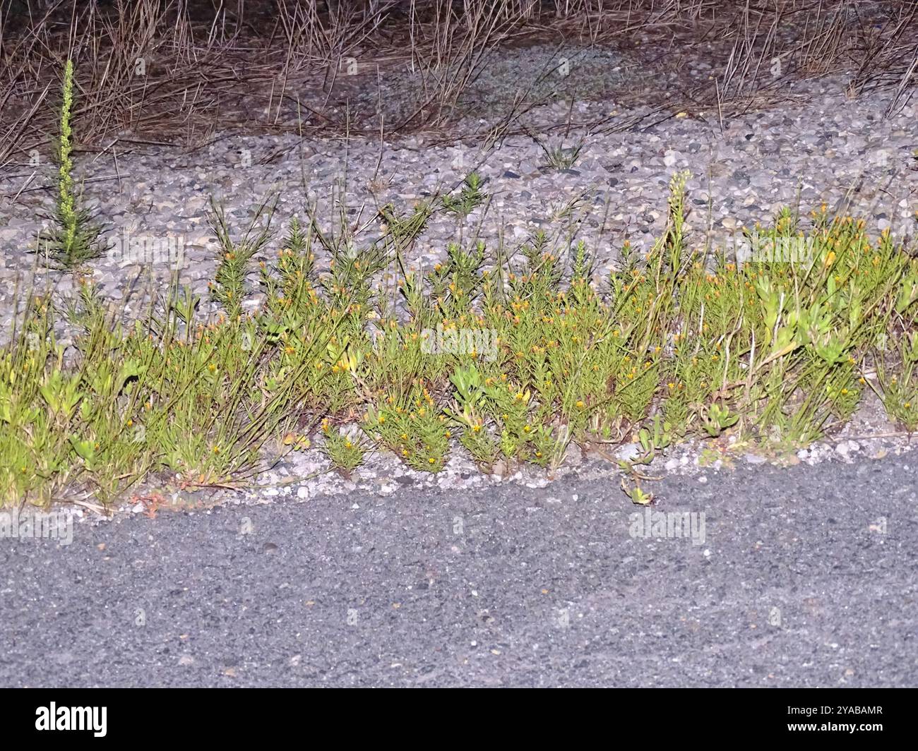 Fetid marigold (Dyssodia papposa) Plantae Stock Photo - Alamy