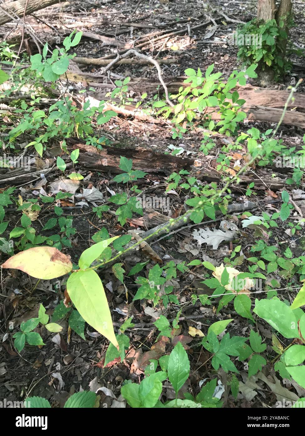 American jumpseed (Persicaria virginiana) Plantae Stock Photo - Alamy
