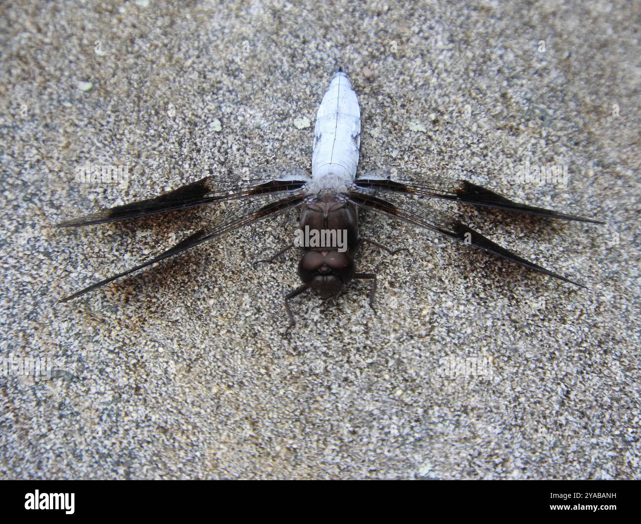 Common Whitetail (Plathemis lydia) Insecta Stock Photo - Alamy
