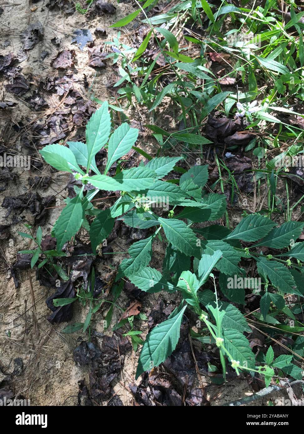 northern bugleweed (Lycopus uniflorus) Plantae Stock Photo - Alamy