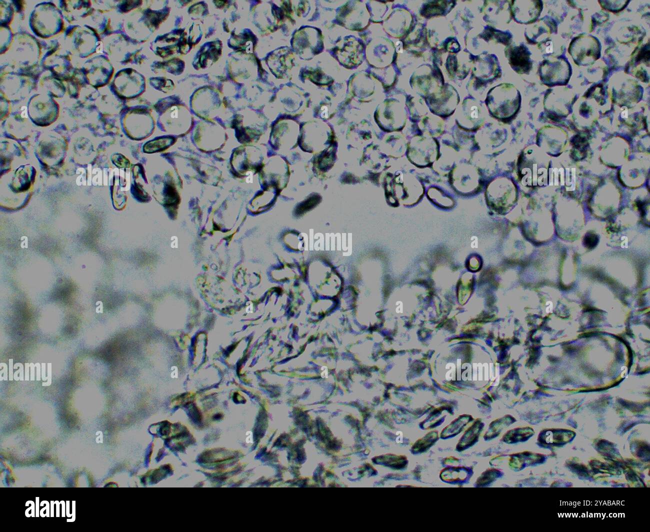 Freckled Dapperling (Echinoderma asperum) Fungi Stock Photo - Alamy