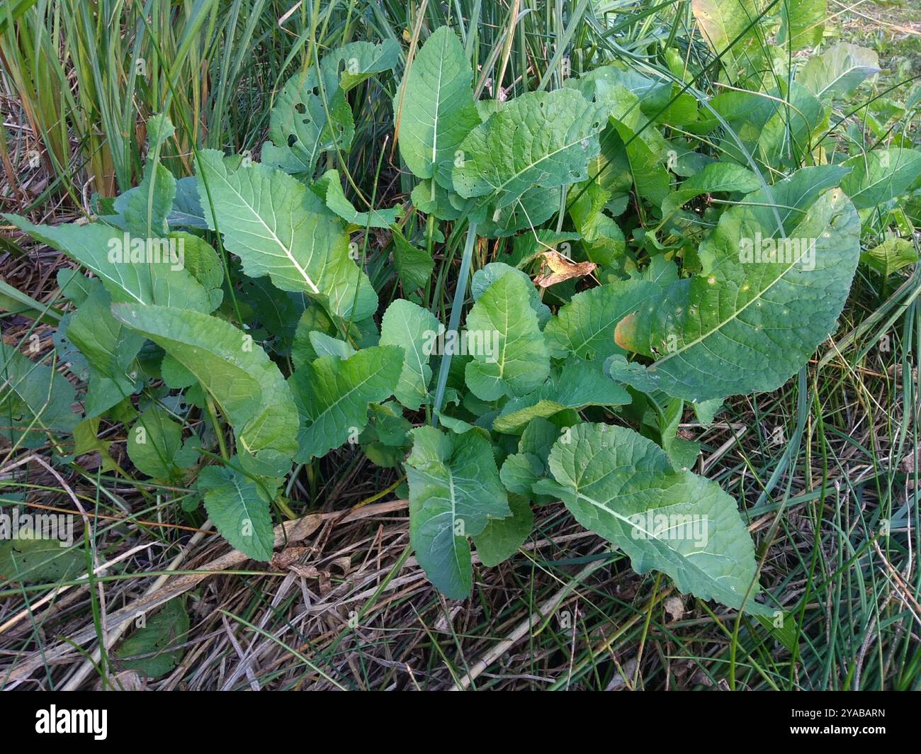 Amphibious Yellowcress (Rorippa amphibia) Plantae Stock Photo - Alamy